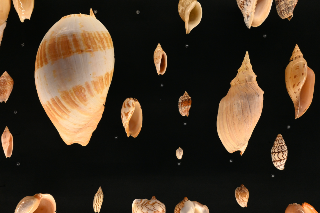 Shell museum reopens first phase of Great Hall - SANIBEL-CAPTIVA ...